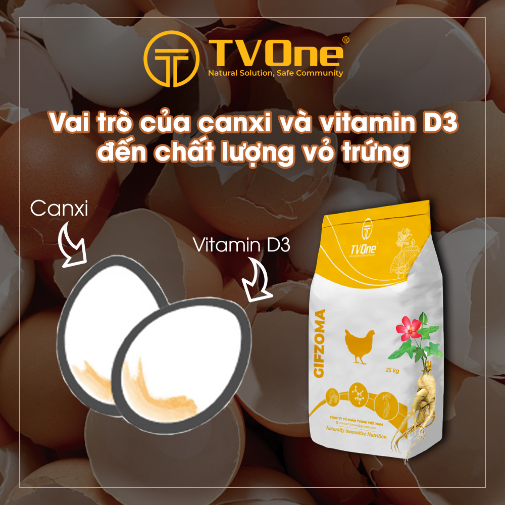 Vai trò của canxi và vitamin D3 đến chất lượng vỏ trứng